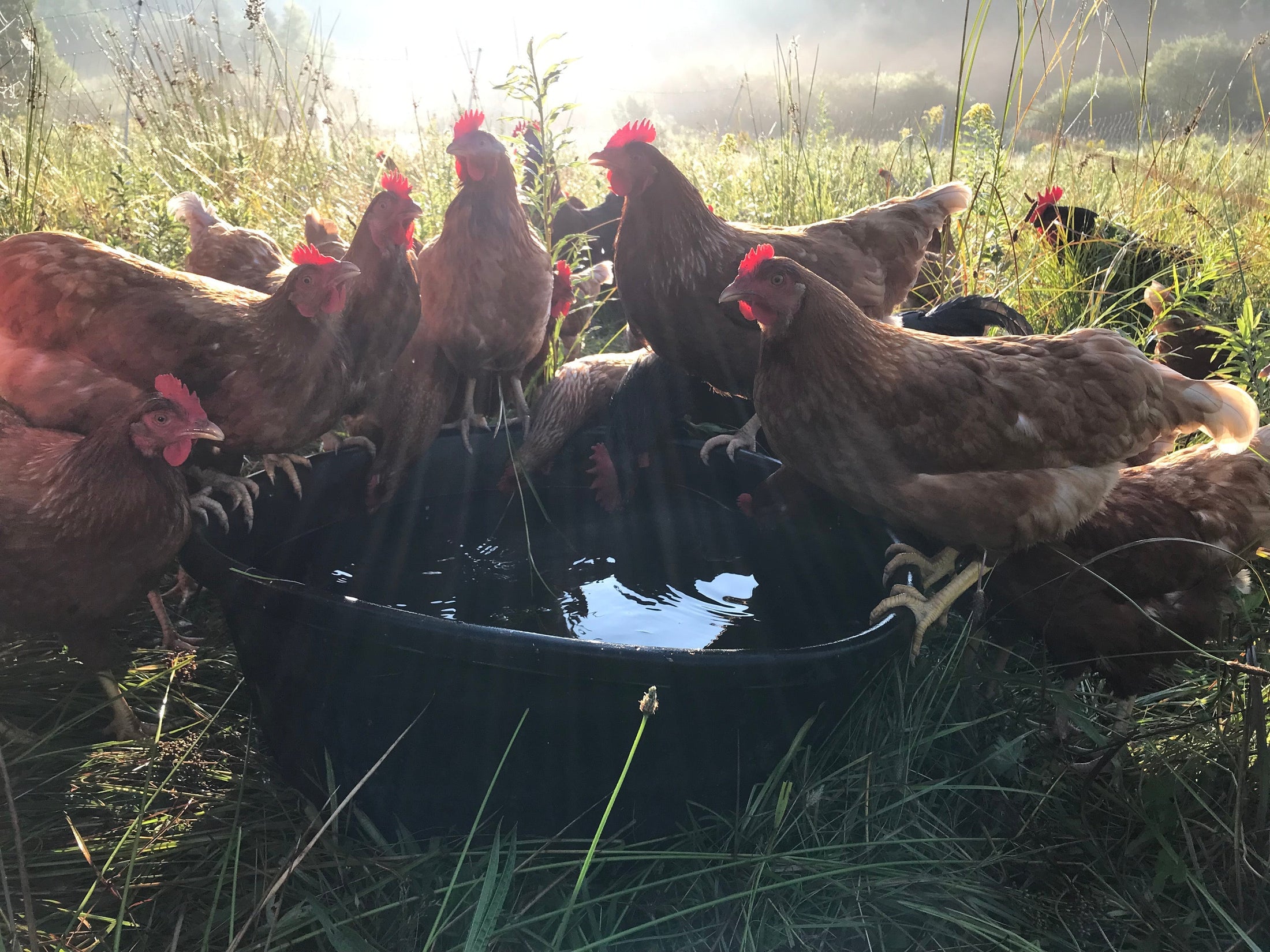 Handling aggression in laying hens – Fat Chance Farm
